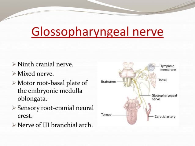 Glossopharyngeal nerve & its pathology ppt | PPT
