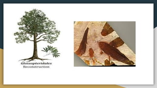 Glossopteridales fossil gymnosperms ancestral gymnosperms | PDF