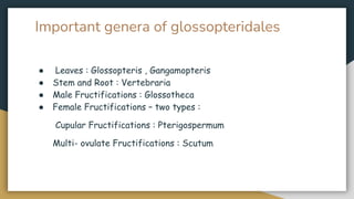 Glossopteridales fossil gymnosperms ancestral gymnosperms | PDF