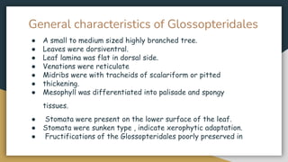 Glossopteridales fossil gymnosperms ancestral gymnosperms | PDF
