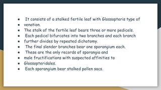 Glossopteridales fossil gymnosperms ancestral gymnosperms | PDF