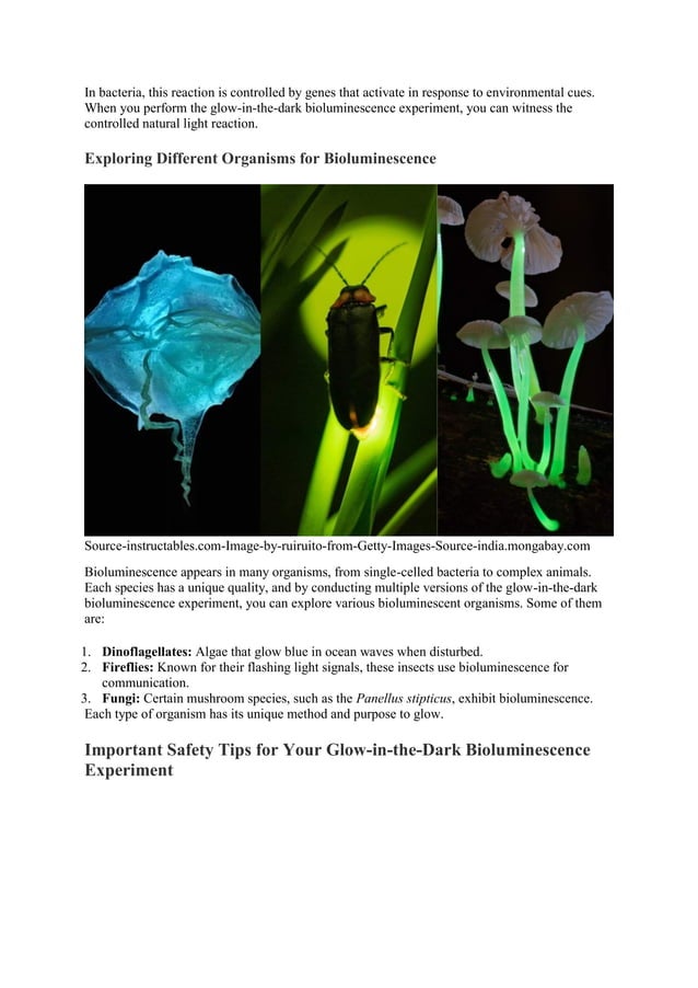 Glow-in-the-Dark Bioluminescence Experiment in 5 Steps | The ...