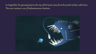 Glowing nights | PPTX