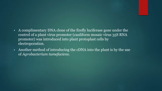 Glowing plants | PPTX