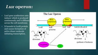 Glowing plants | PPTX