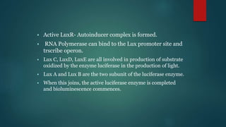 Glowing plants | PPTX