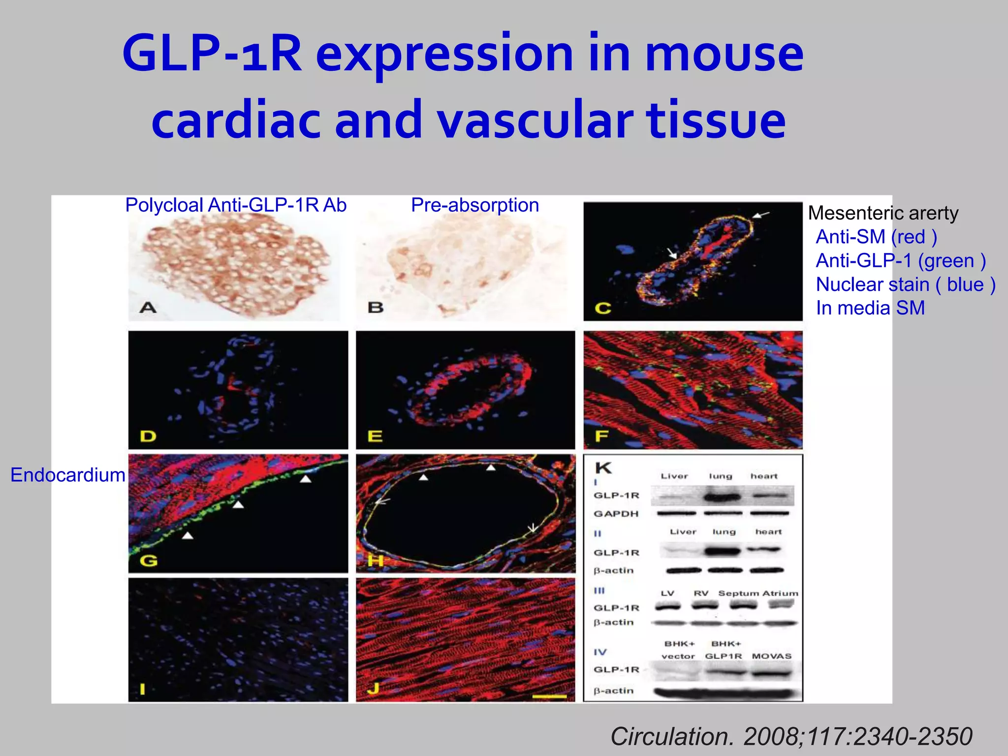 Glp 1 edffect of cardiovascular system | PPTX
