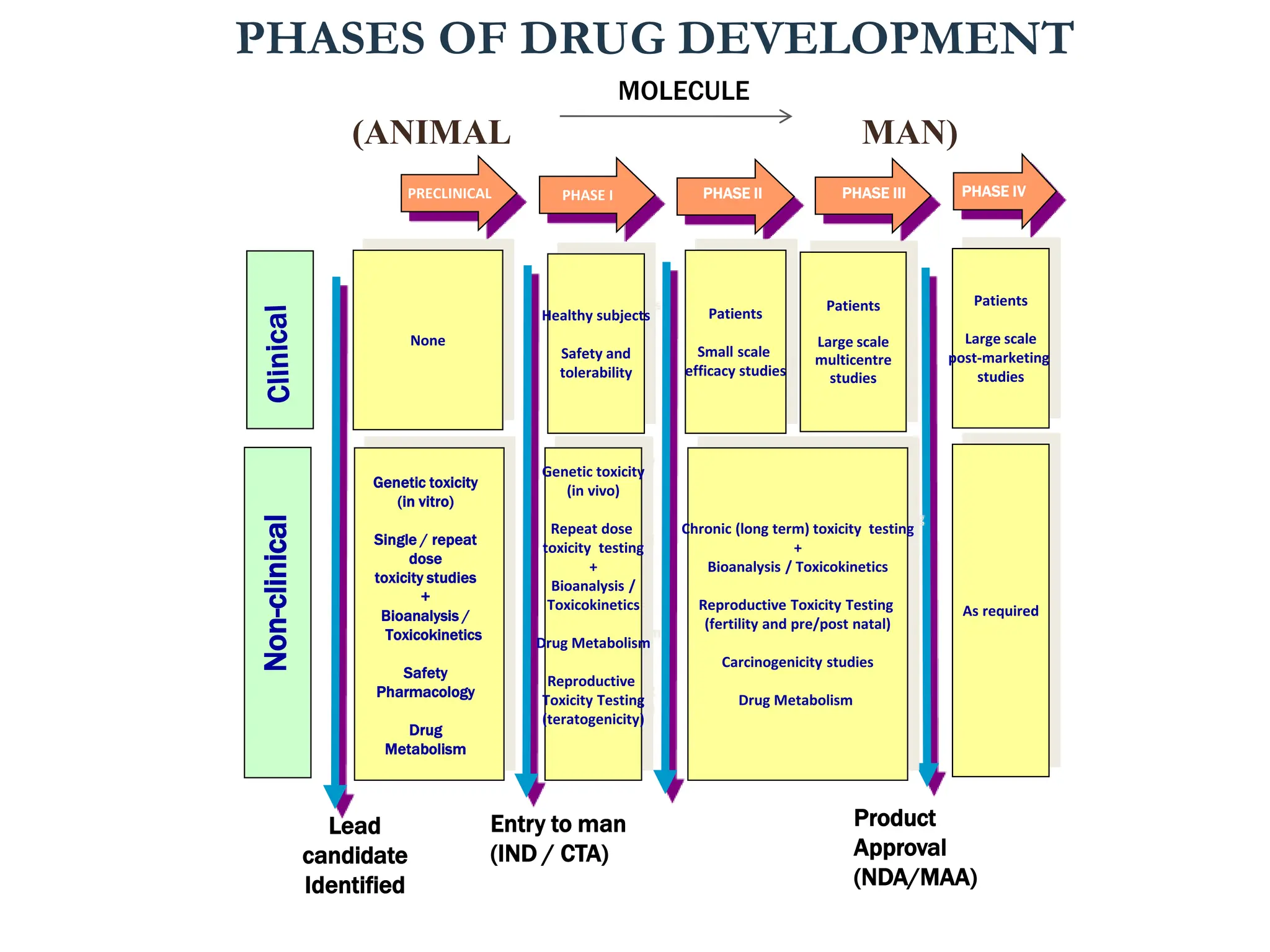 GLP and animal toxicity for students.pptx