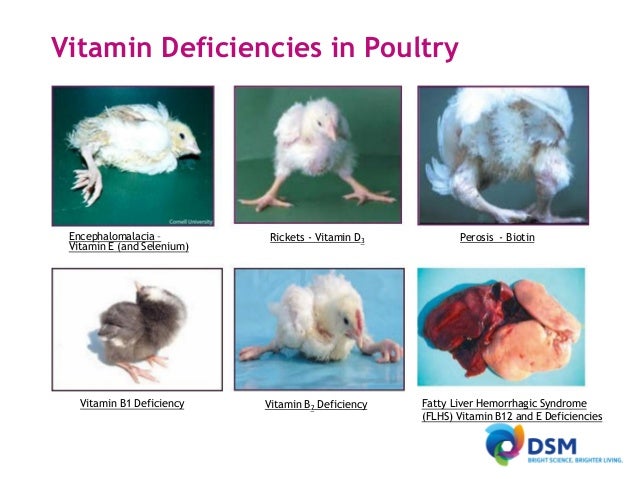 Recommended vitamin levels for high performance broilers and layers