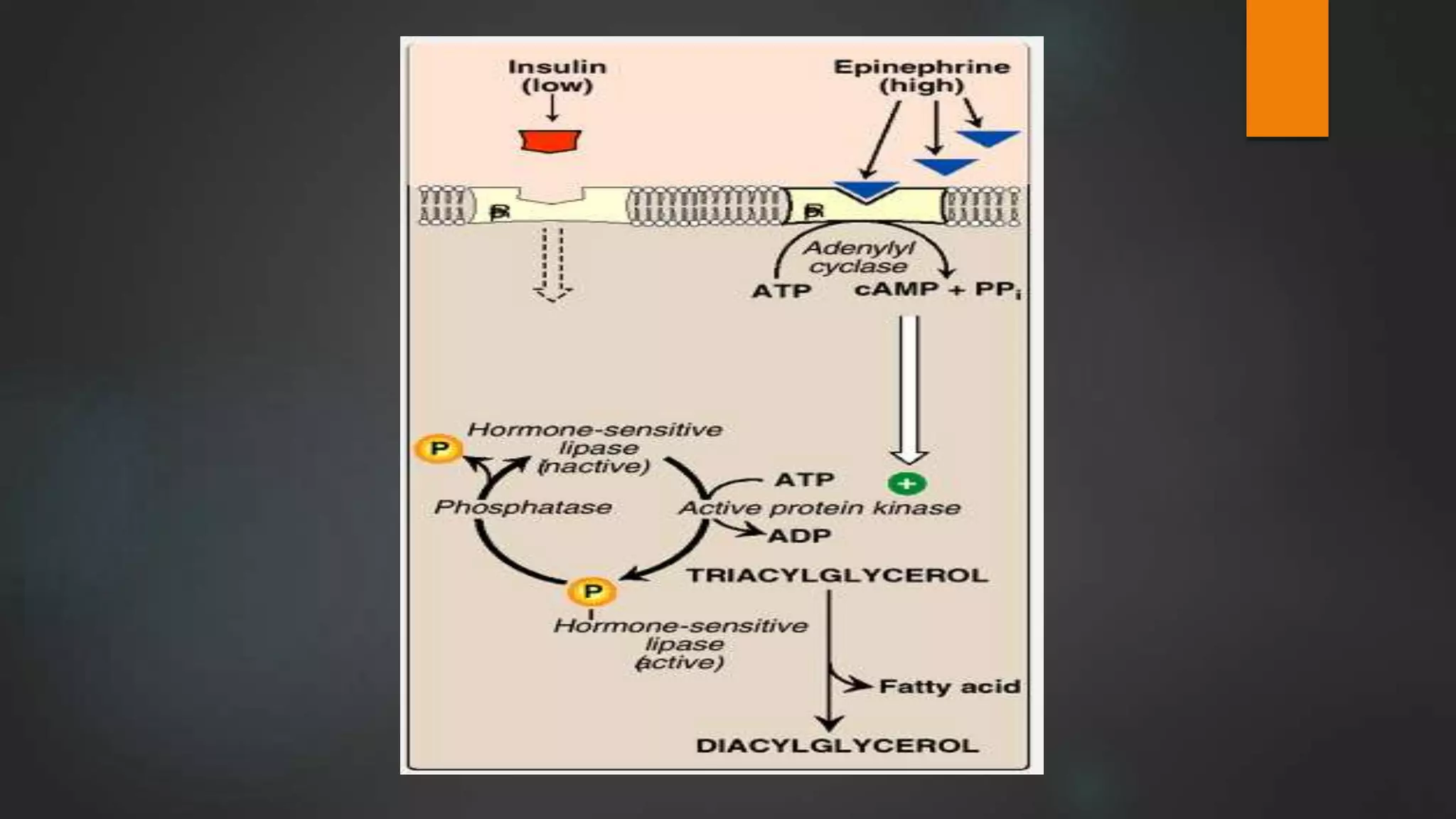 Glucagon | PPTX