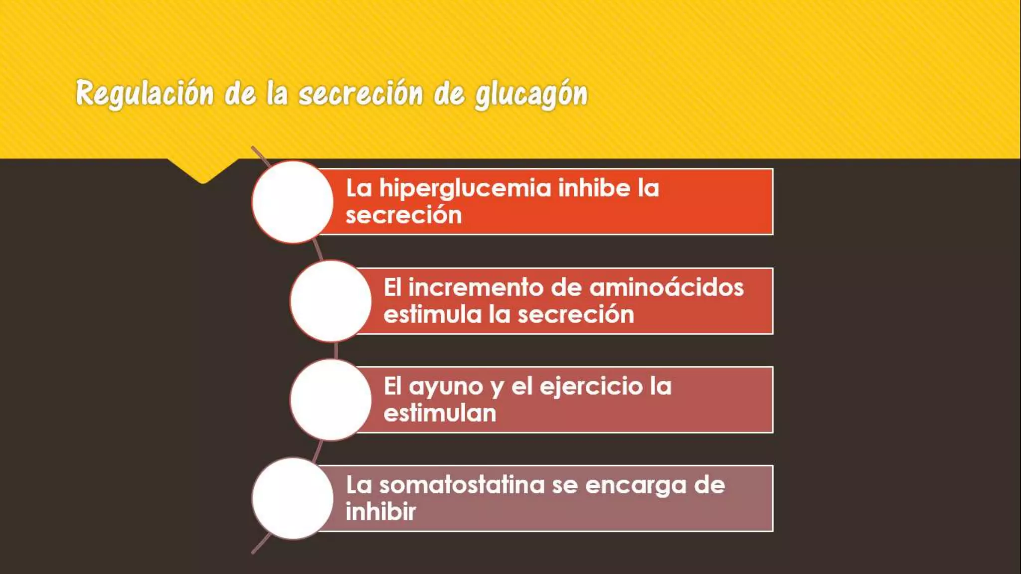 Mecanismos de secreciòn de insulina. Glucagon y sus funciones | PPTX