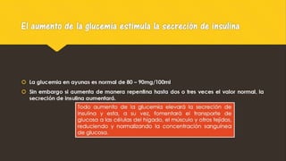 Mecanismos de secreciòn de insulina. Glucagon y sus funciones | PPTX