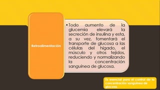 Mecanismos de secreciòn de insulina. Glucagon y sus funciones | PPTX