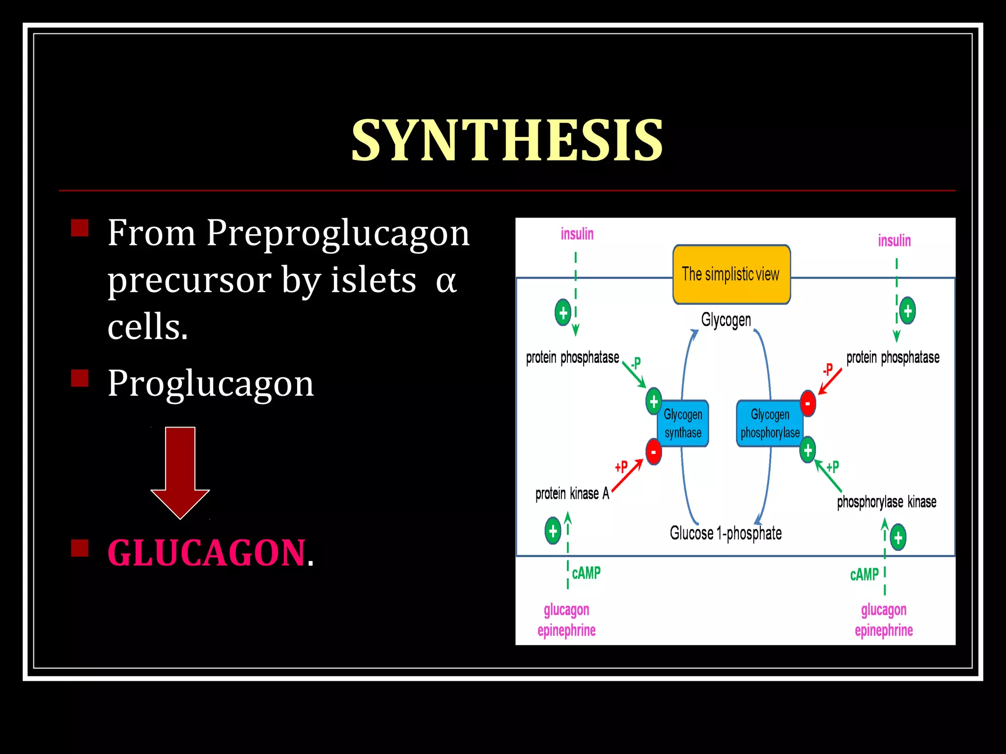 Glucagon - REGULATION OF BLOOD GLUCOSE | PPT