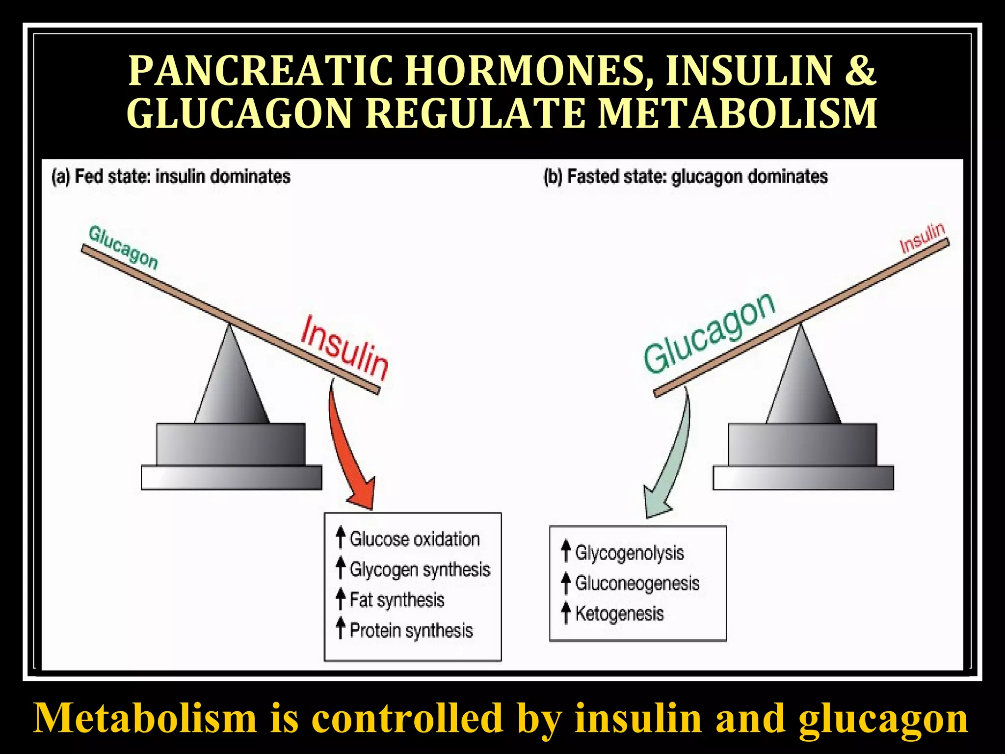 Glucagon - REGULATION OF BLOOD GLUCOSE | PPT