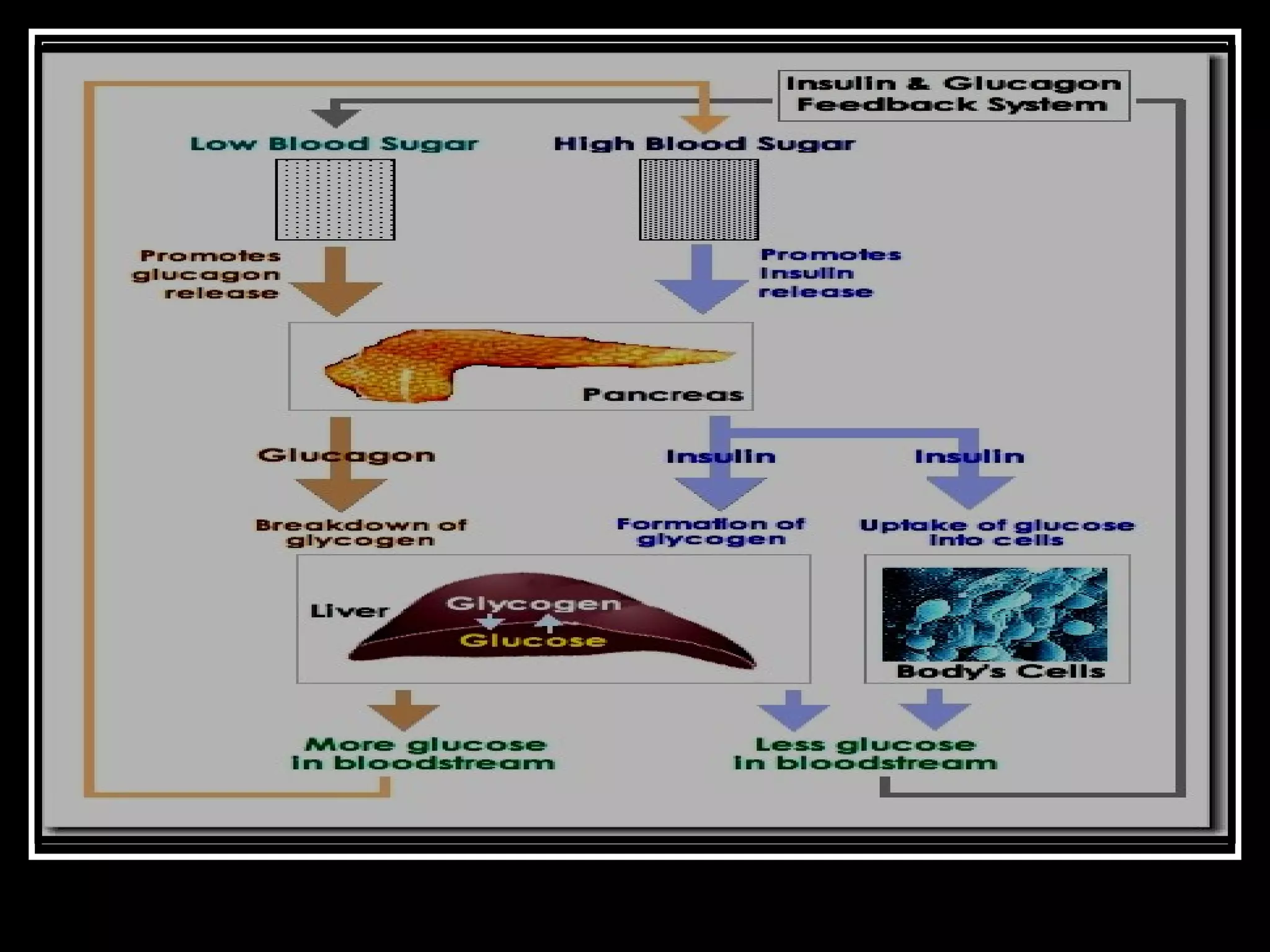 Glucagon - REGULATION OF BLOOD GLUCOSE | PPT