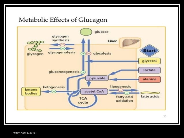 Glucagon - REGULATION OF BLOOD GLUCOSE | PPT | Endocrine and Metabolic ...