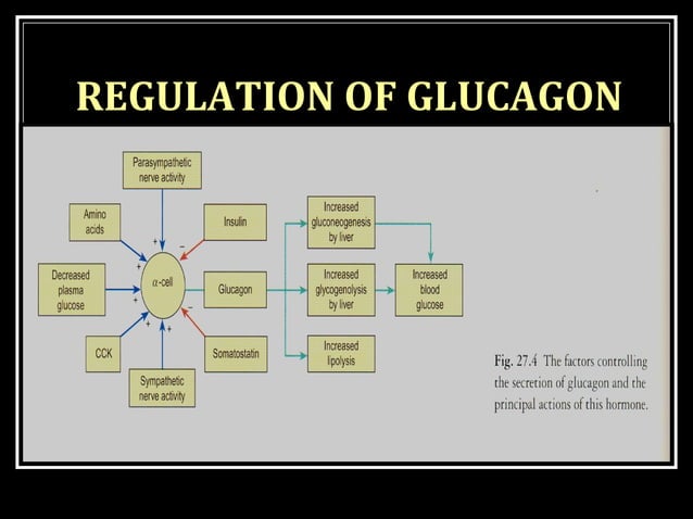 Glucagon - REGULATION OF BLOOD GLUCOSE | PPT | Endocrine and Metabolic ...