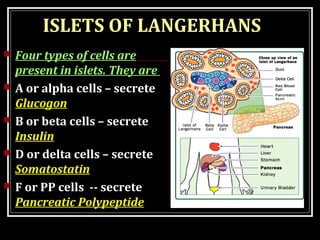 Glucagon - REGULATION OF BLOOD GLUCOSE | PPT