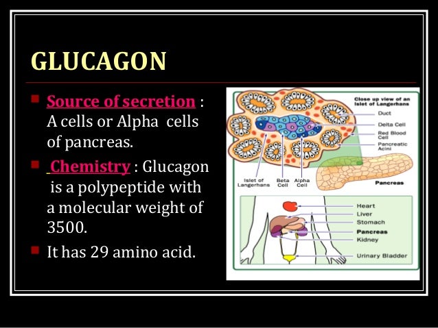 Glucagon - REGULATION OF BLOOD GLUCOSE