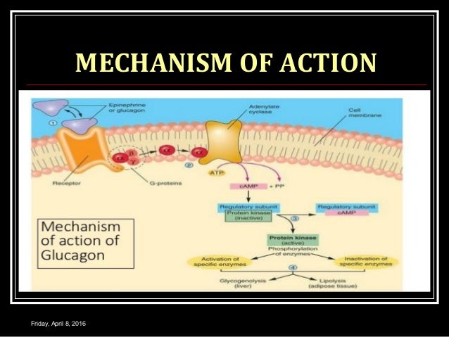 Glucagon - REGULATION OF BLOOD GLUCOSE