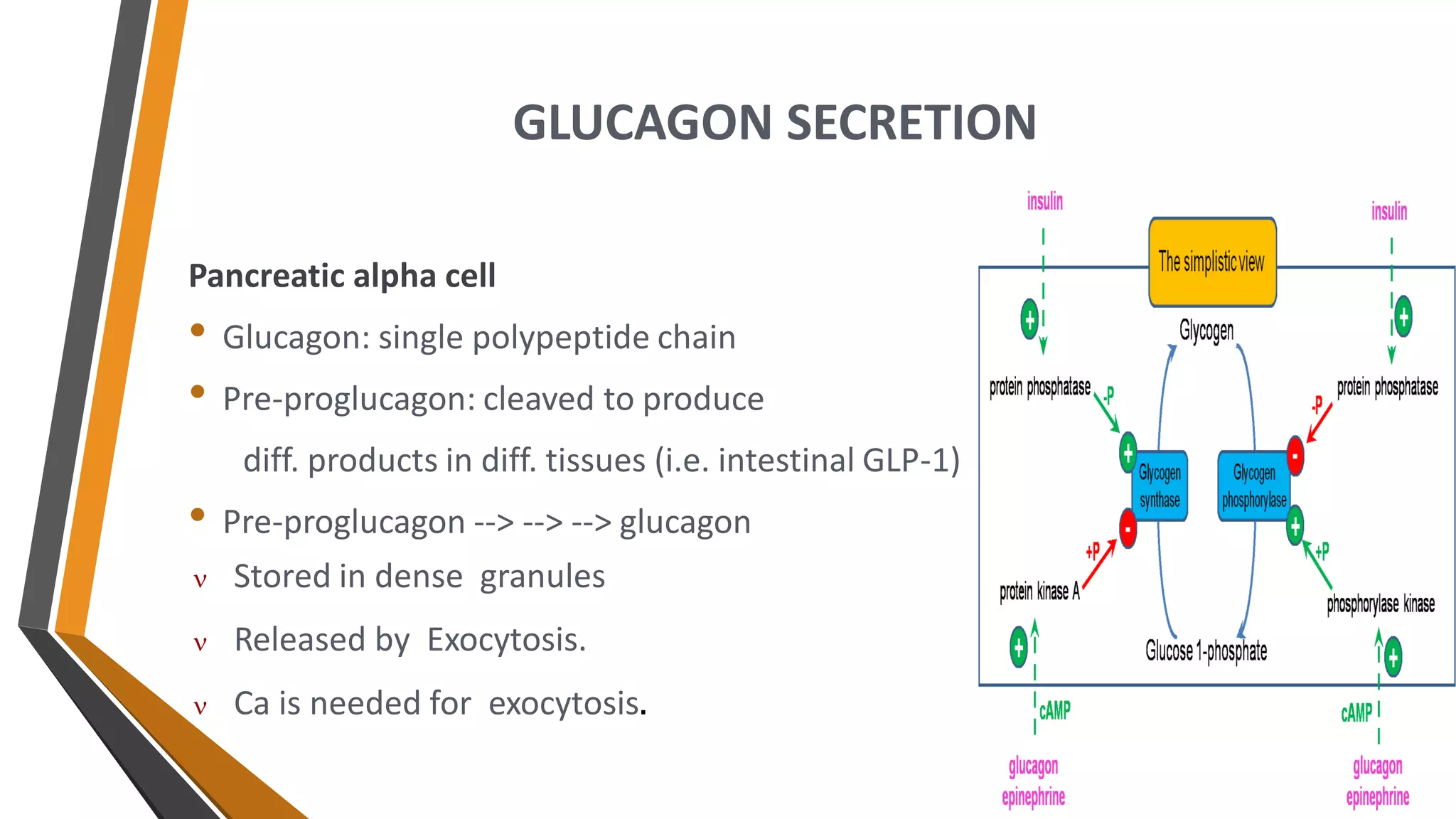 Glucagon | PDF
