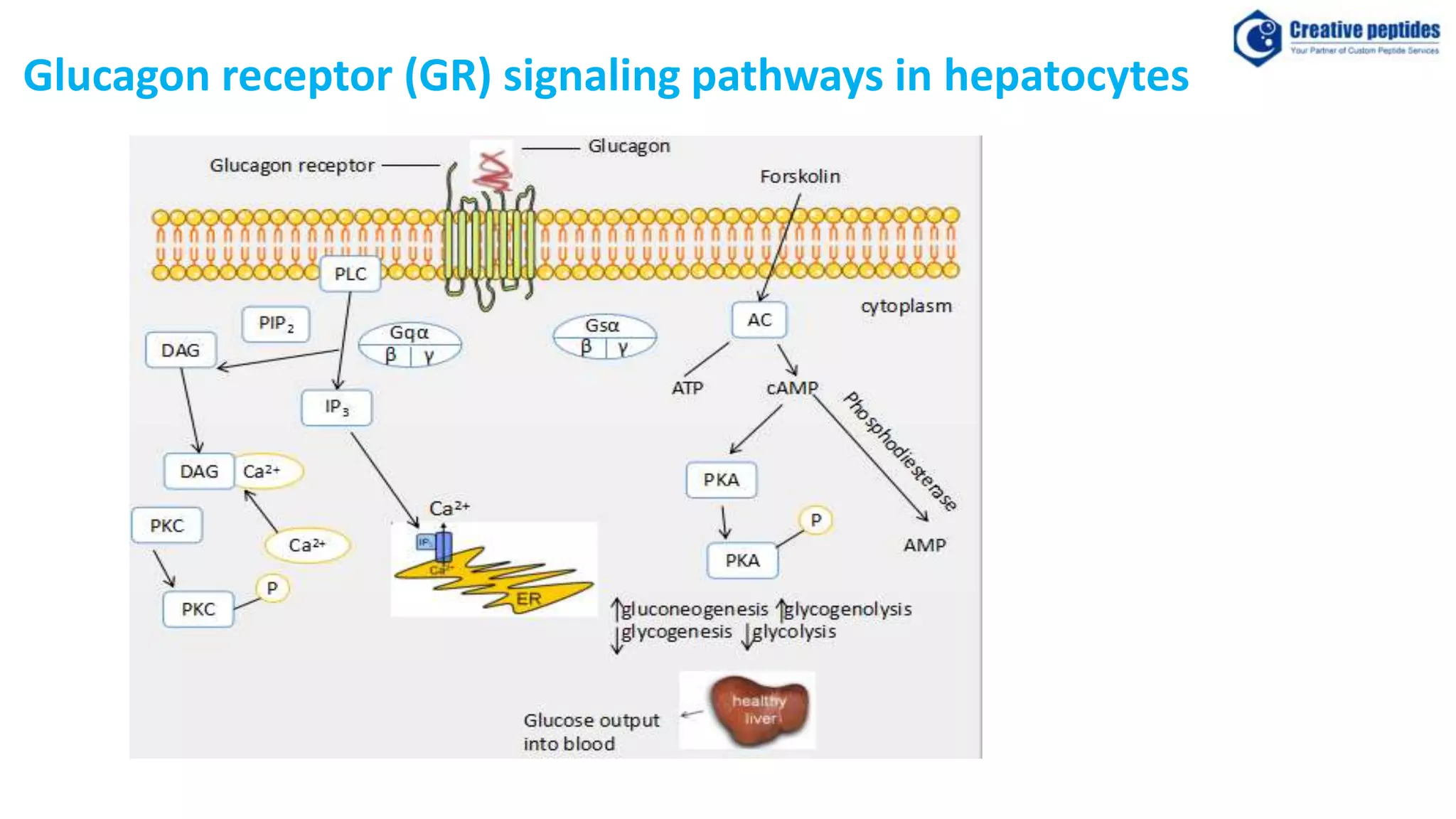 Glucagon and glucagon signaling-Creative Peptides | PPT