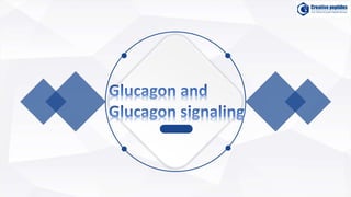 Glucagon and glucagon signaling-Creative Peptides | PPT