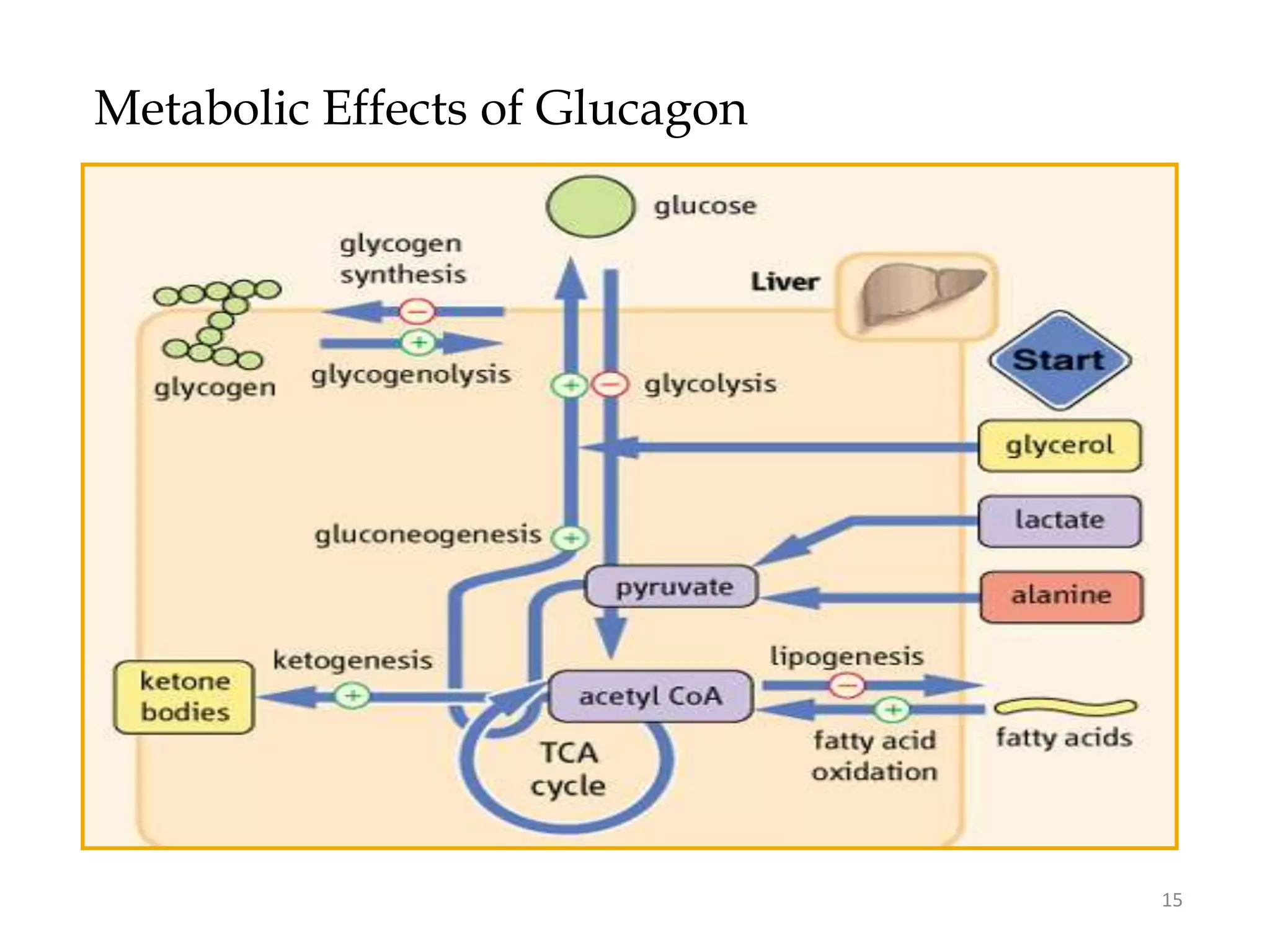 Glucagon and its metabolic effects | PPTX | Endocrine and Metabolic ...