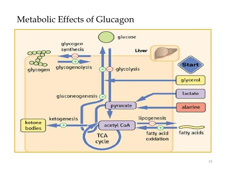 Glucagon and its metabolic effects