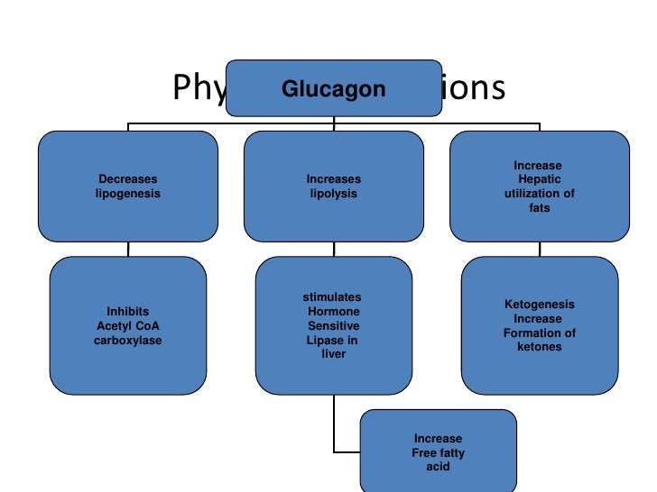 Glucagon and its metabolic effects