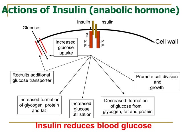 Kampala international university Glucagon, insulin & oral hypoglycemic ...
