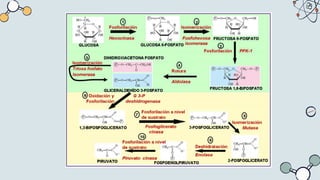 Glucólisis y sus generalidades, proceso de respiración celular | PDF