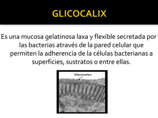 Glucocaliz bacteriano | PPT