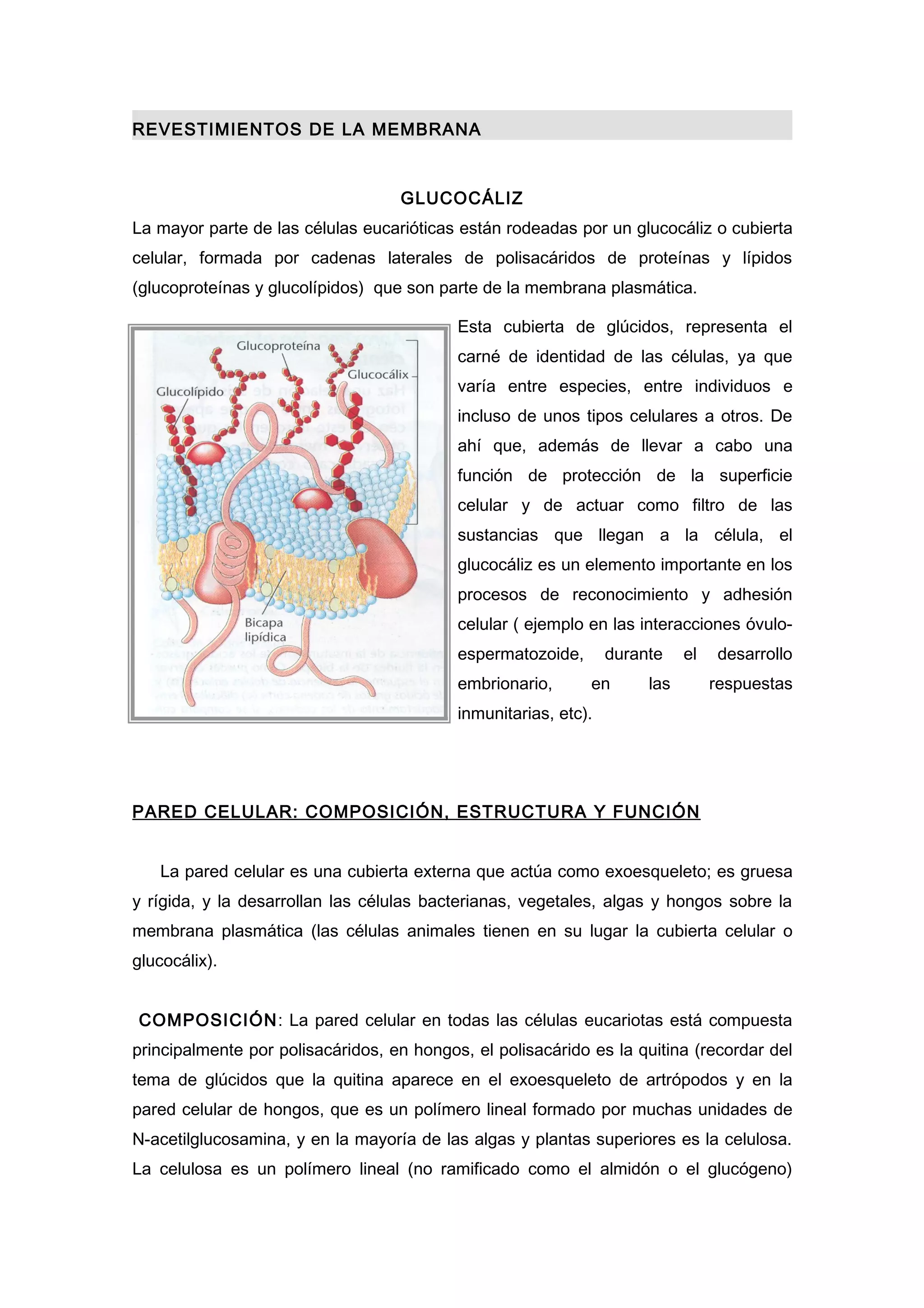 Glucocaliz y pared celular | DOC