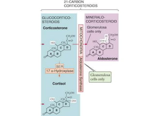 Glucocorticoides | PPTX