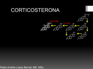 Glucocorticoides | PPTX