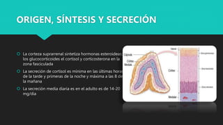 GLUCOCORTICOIDES presentacion farmacologia.pptx