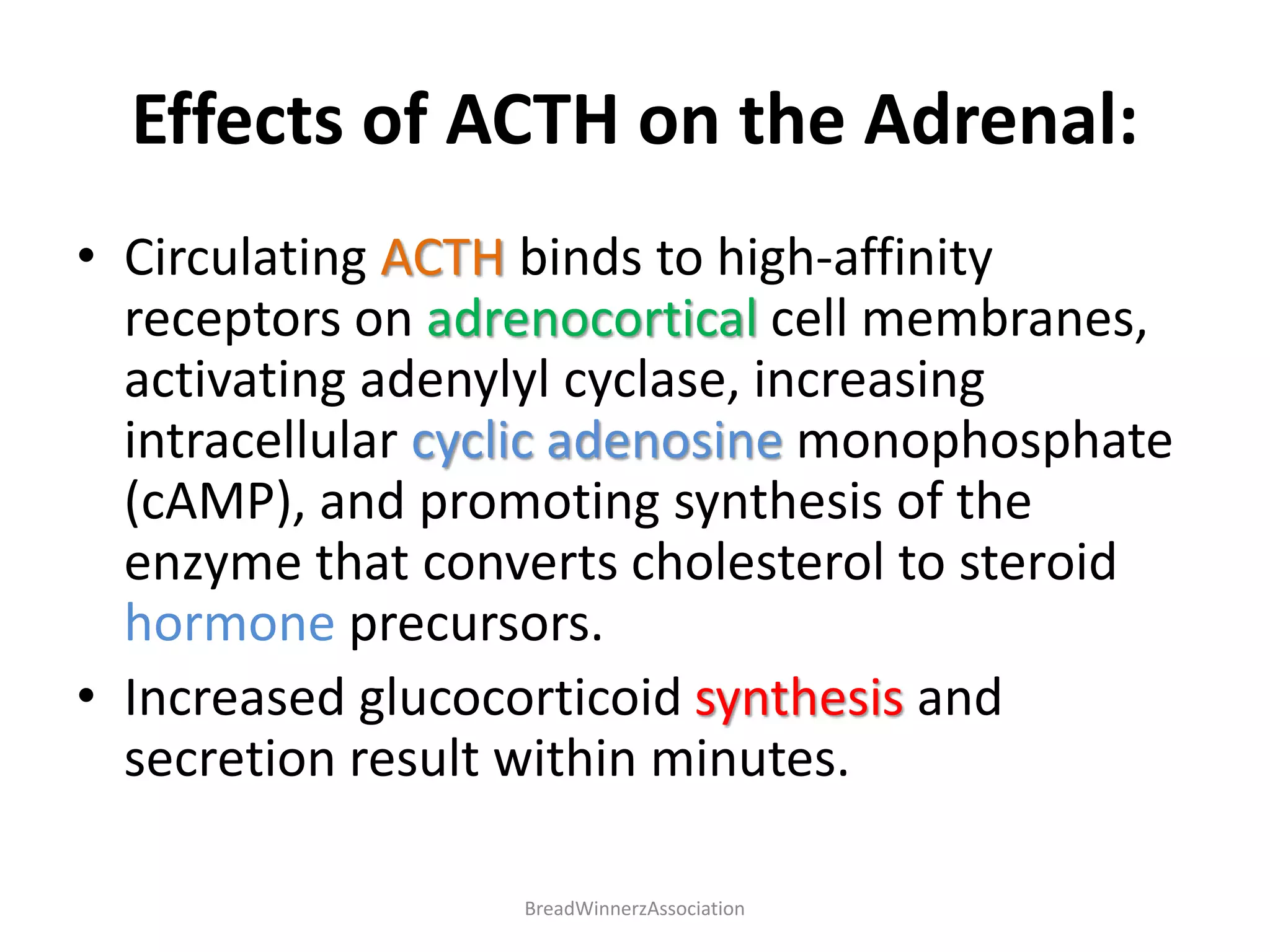 Glucocorticoids - Endocrine System | PPTX