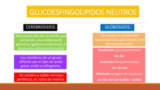 Glucoesfingolipidos e isoprenoides | PPTX