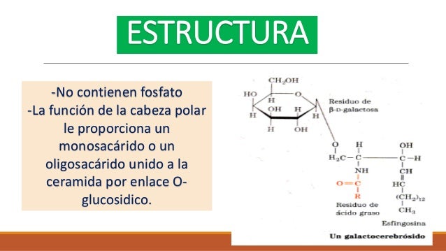 Glucoesfingolipidos e isoprenoides