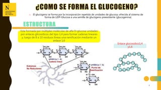Glucogenesis | PPTX
