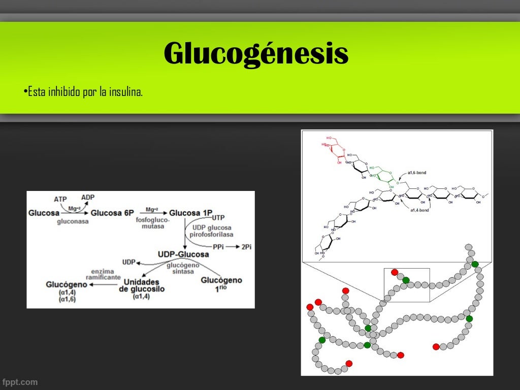 Glucogenesis y glucogenolisis