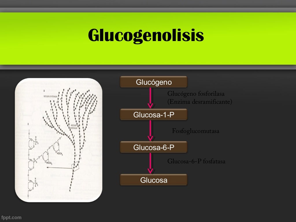 Glucogenesis y glucogenolisis