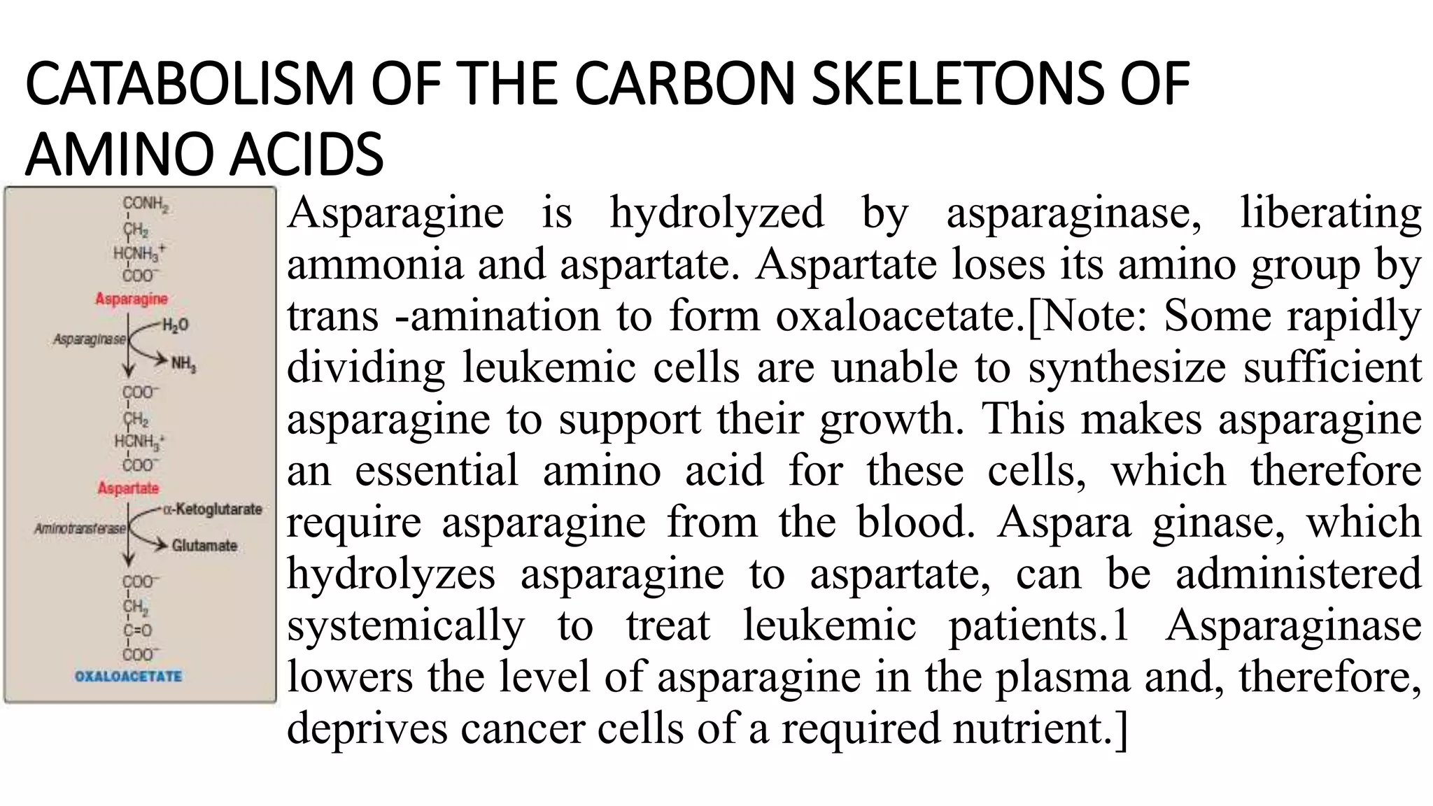 Glucogenic and ketogenic amino acids lec 20 | PPTX