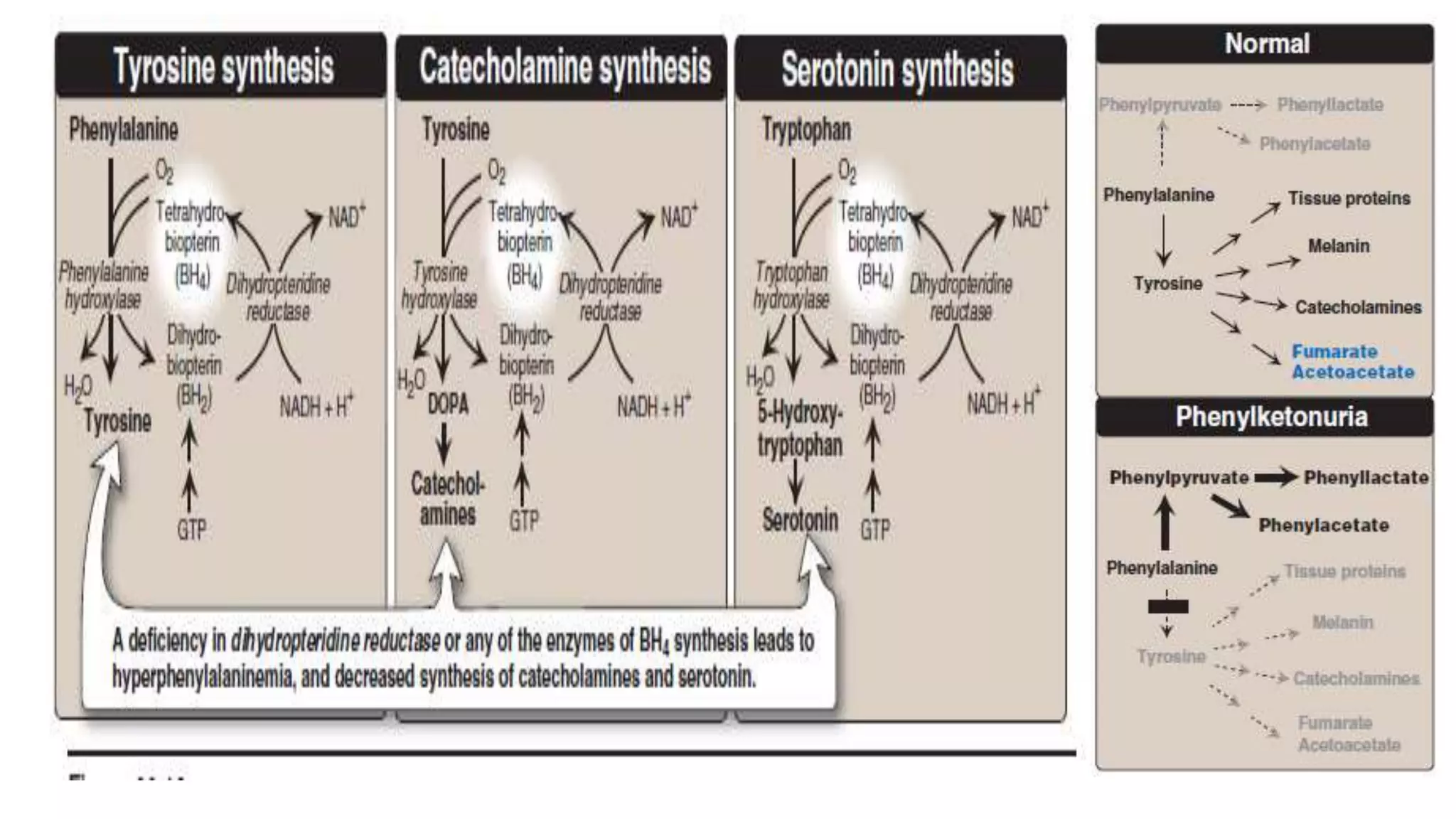 Glucogenic and ketogenic amino acids lec 20 | PPTX