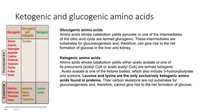 Glucogenic and ketogenic amino acids lec 20 | PPTX | Endocrine and Metabolic Diseases | Diseases ...