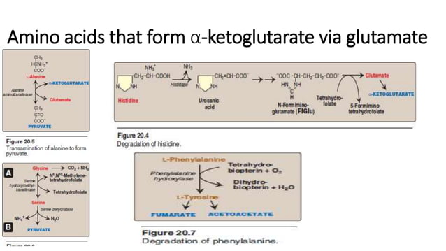 Glucogenic and ketogenic amino acids lec 20 | PPTX | Endocrine and Metabolic Diseases | Diseases ...