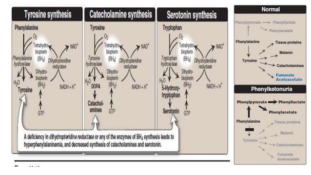 Glucogenic and ketogenic amino acids lec 20 | PPTX | Endocrine and ...