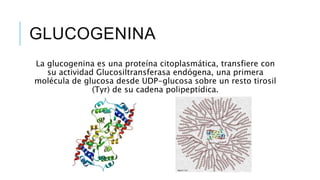 Glucógeno | PPTX
